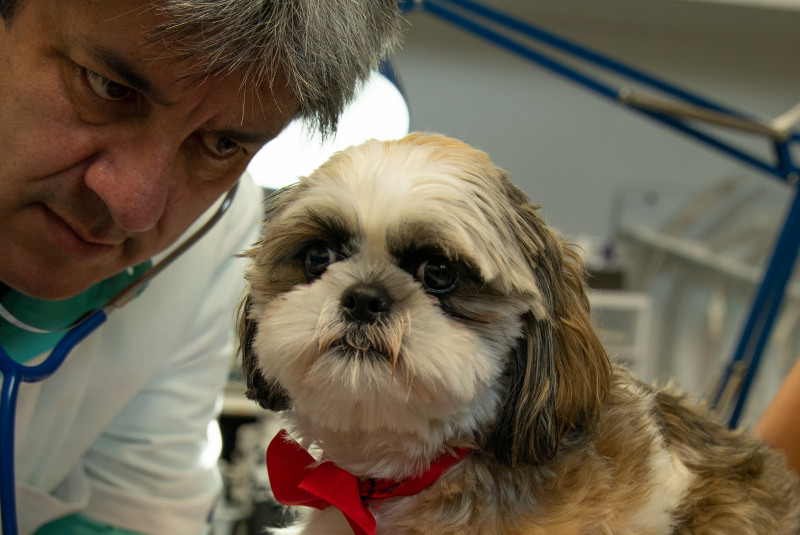 Vet In Plantation, FL | Nob Hill Animal Clinic